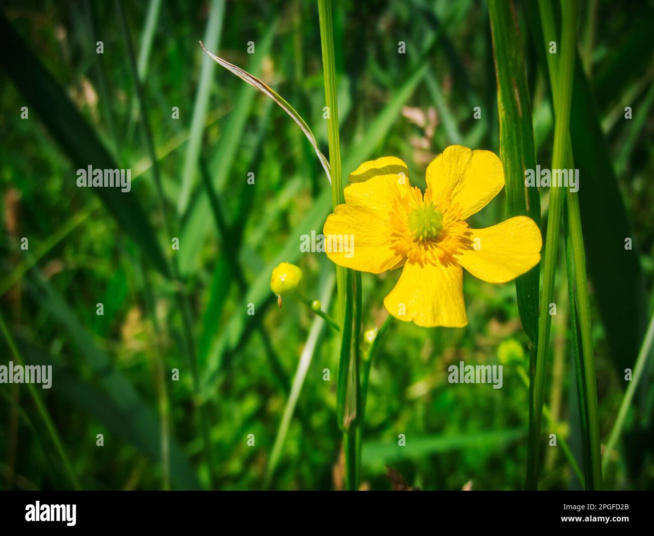 Close-up view of a yellow rockrose (Helianthemum nummularium) in a ...