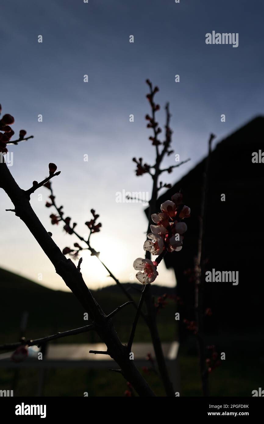 Blossom narcissus tree hi-res stock photography and images - Alamy