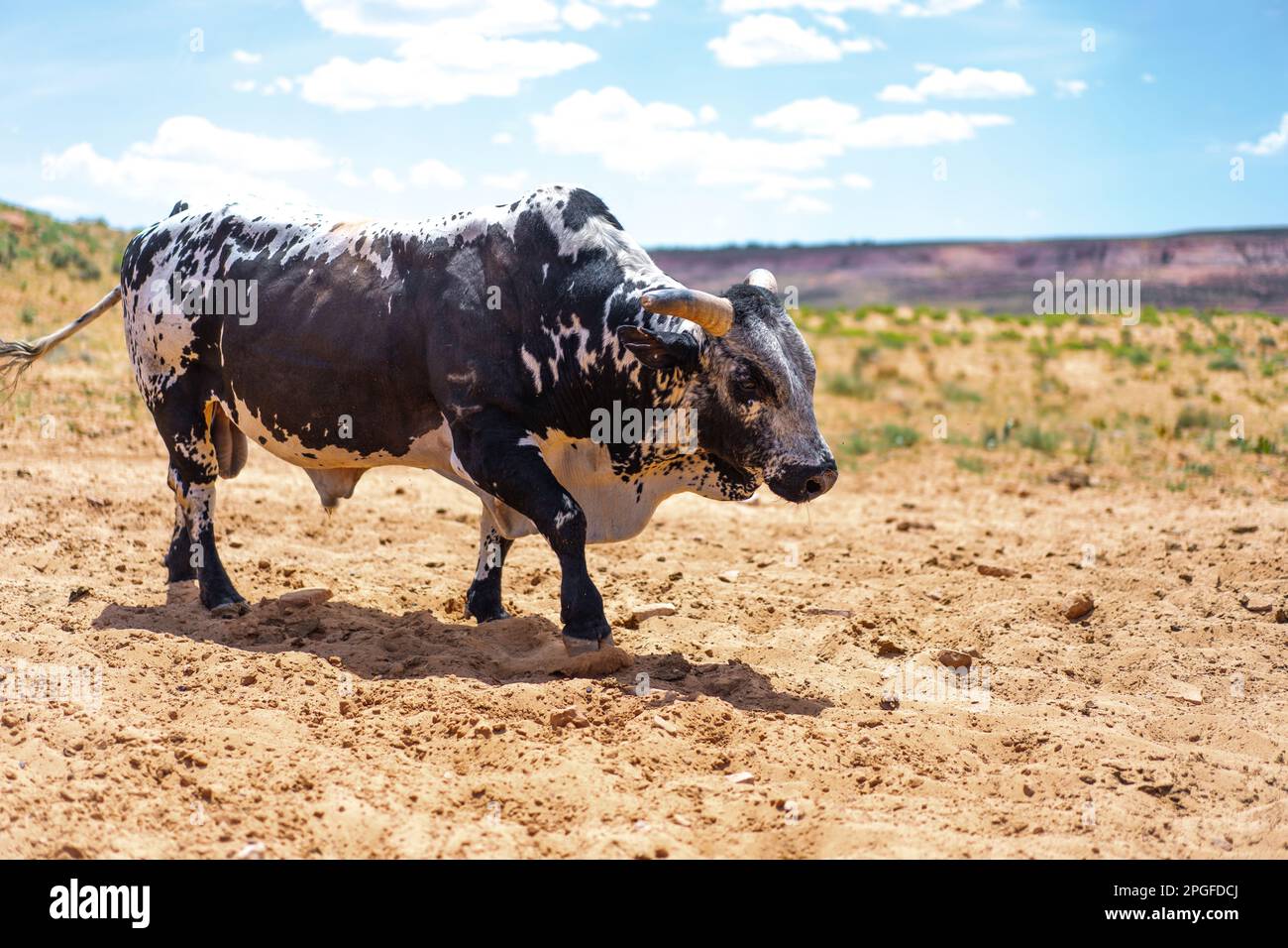 Arizona, bull andbuffalos farm, cows in a US farm Stock Photo - Alamy