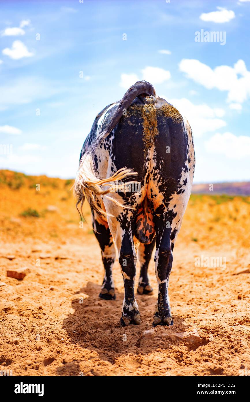 Arizona, bull andbuffalos farm, cows in a US farm Stock Photo - Alamy