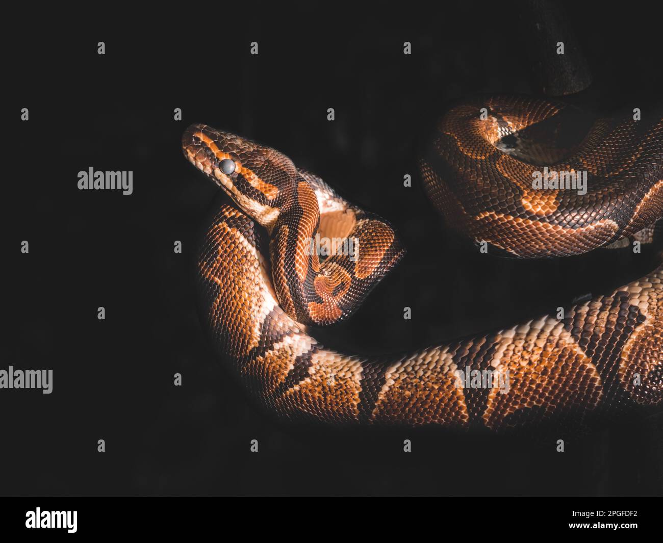 boa constrictor hunting its food Stock Photo - Alamy