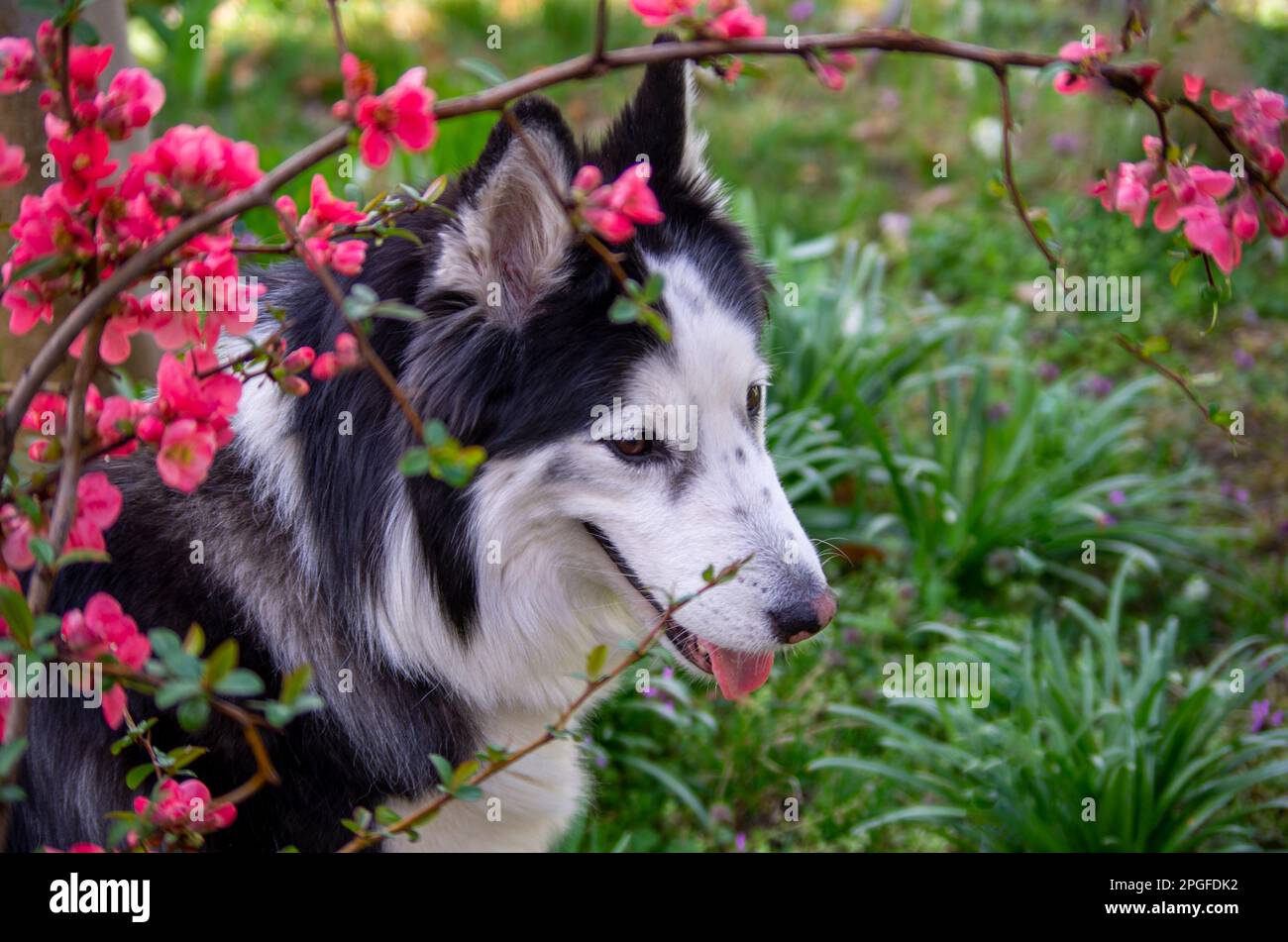 Dog, husky, happy dogs Stock Photo - Alamy