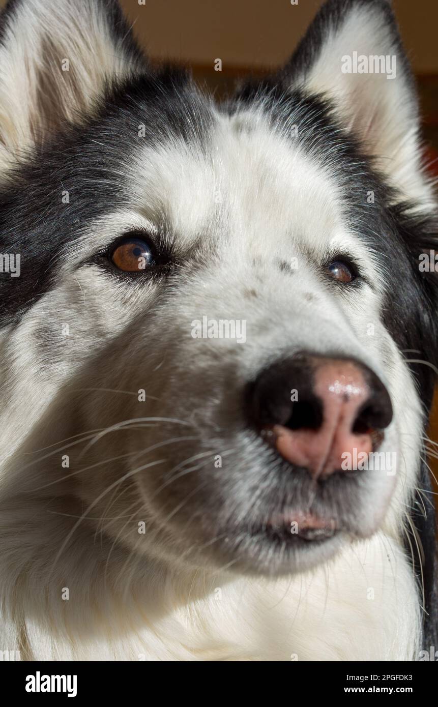 Dog, husky, happy dogs Stock Photo - Alamy