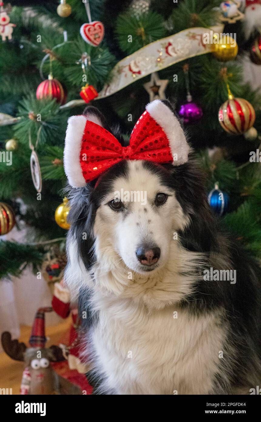 Dog, husky, happy dogs Stock Photo - Alamy