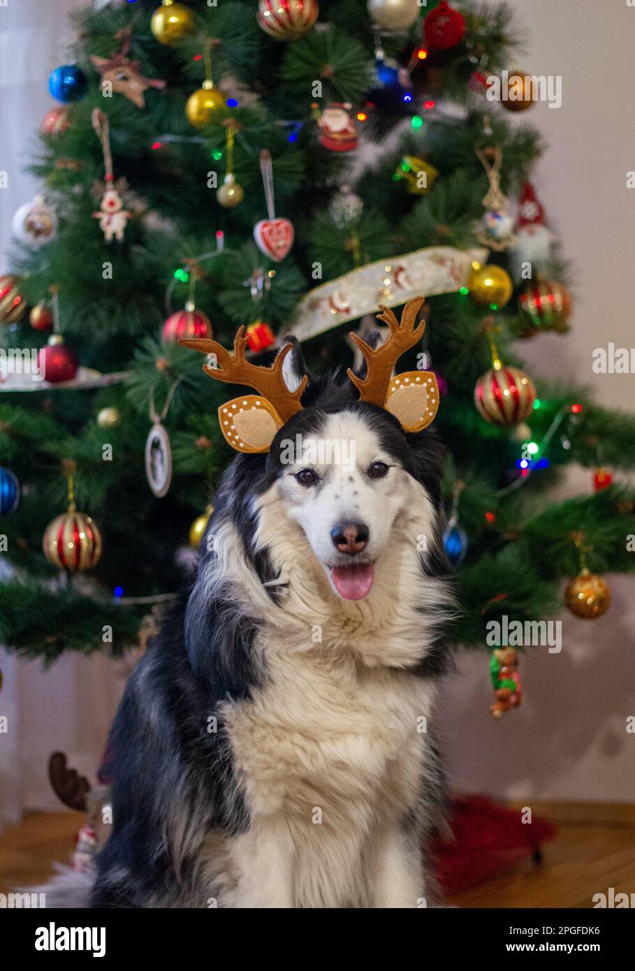 Husky photography hi-res stock photography and images - Alamy