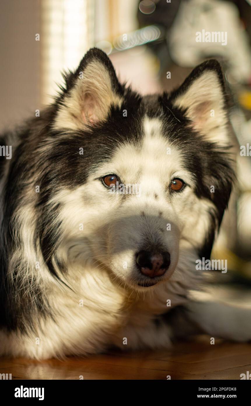 Dog, husky, happy dogs Stock Photo - Alamy