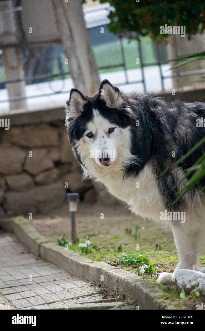 Dog, husky, happy dogs Stock Photo - Alamy