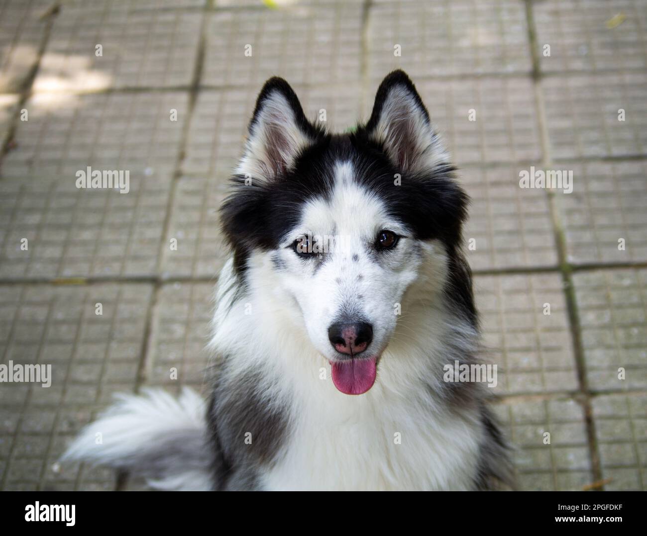 Dog, husky, happy dogs Stock Photo - Alamy