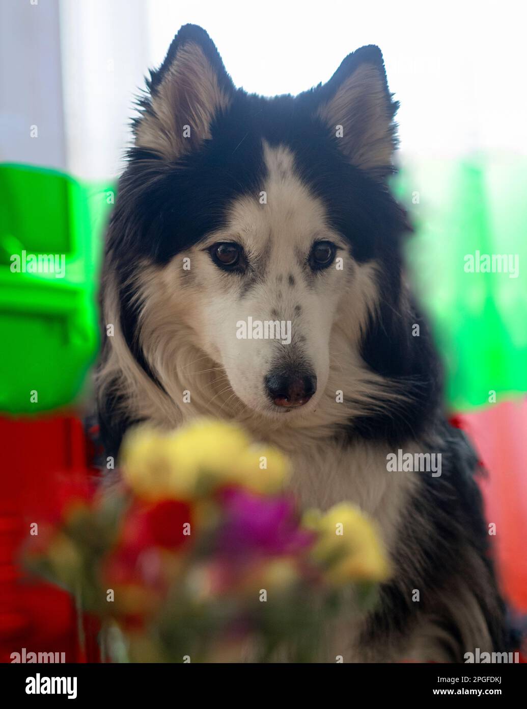 Dog, husky, happy dogs Stock Photo - Alamy