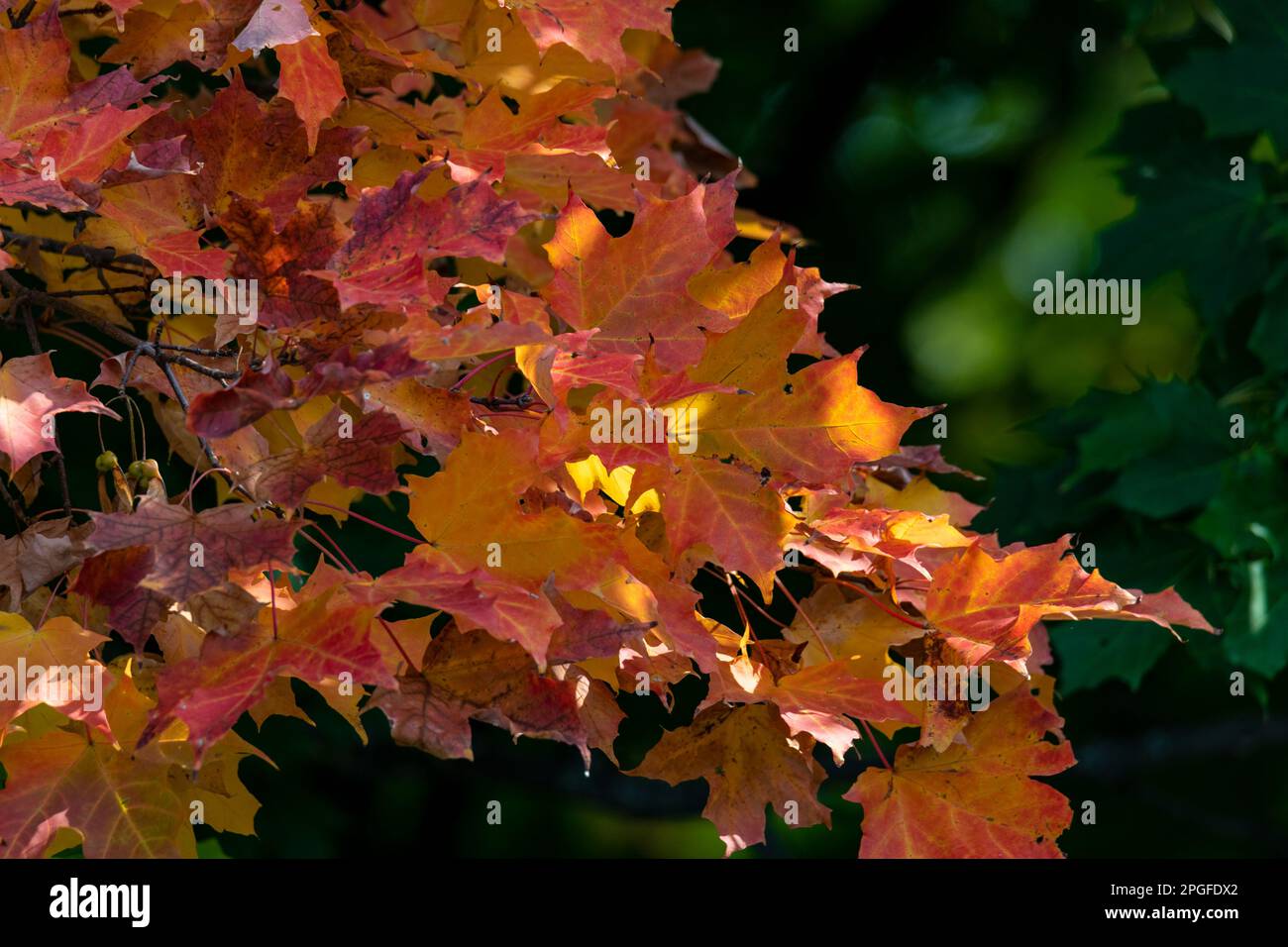 Trees showing there Fall (Autumn) colours in Brownsburg, Quebec, Canada ...