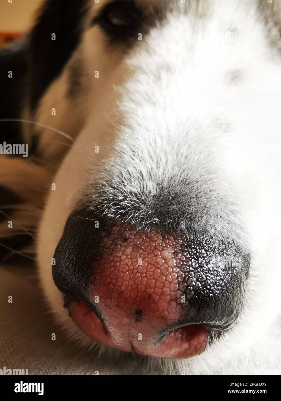 Dog, husky, happy dogs Stock Photo - Alamy