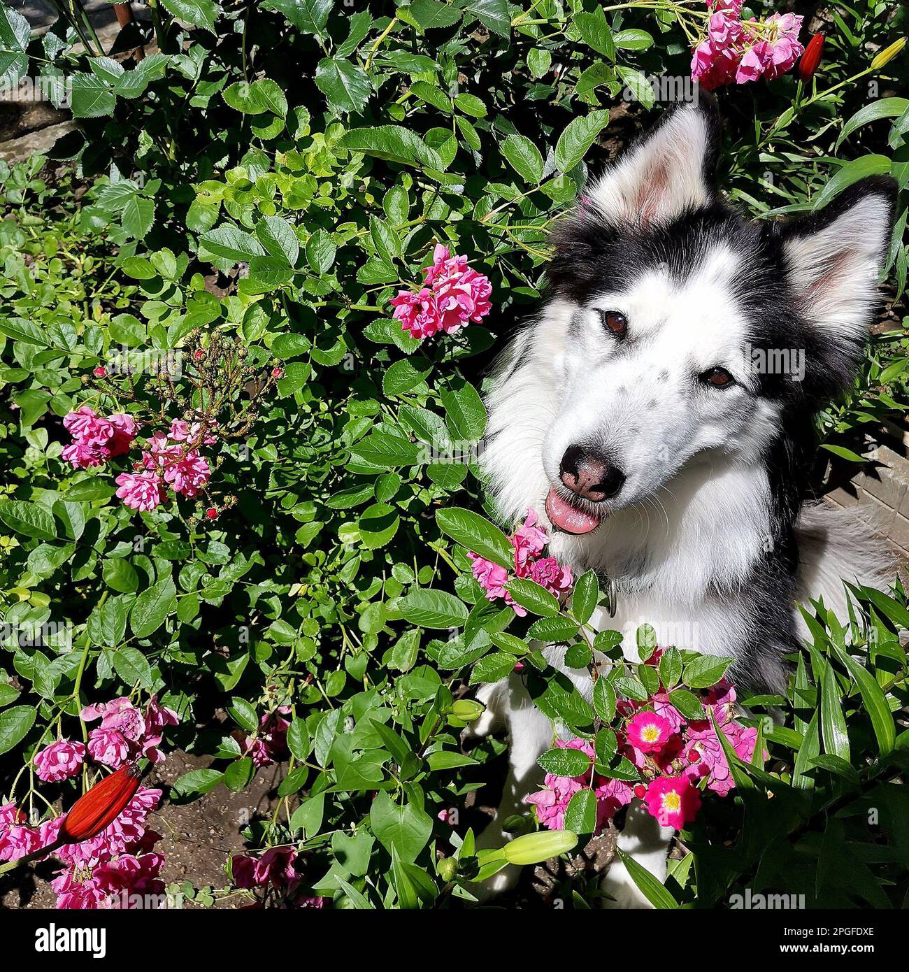 Dog, husky, happy dogs Stock Photo - Alamy