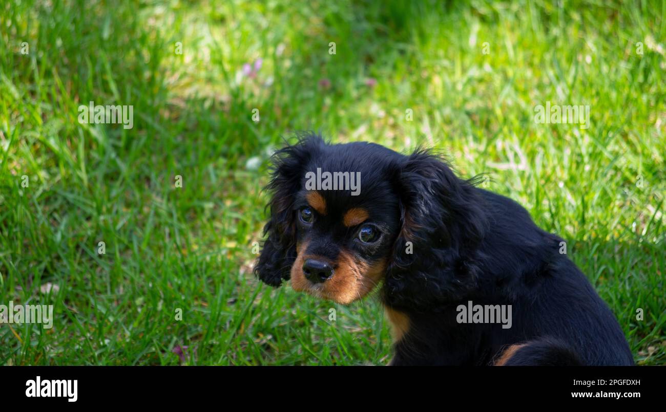 Dog, husky, happy dogs Stock Photo - Alamy
