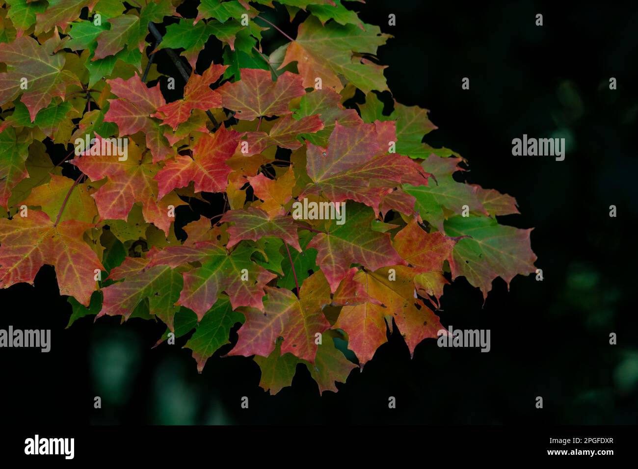 Trees showing there Fall (Autumn) colours in Brownsburg, Quebec, Canada ...