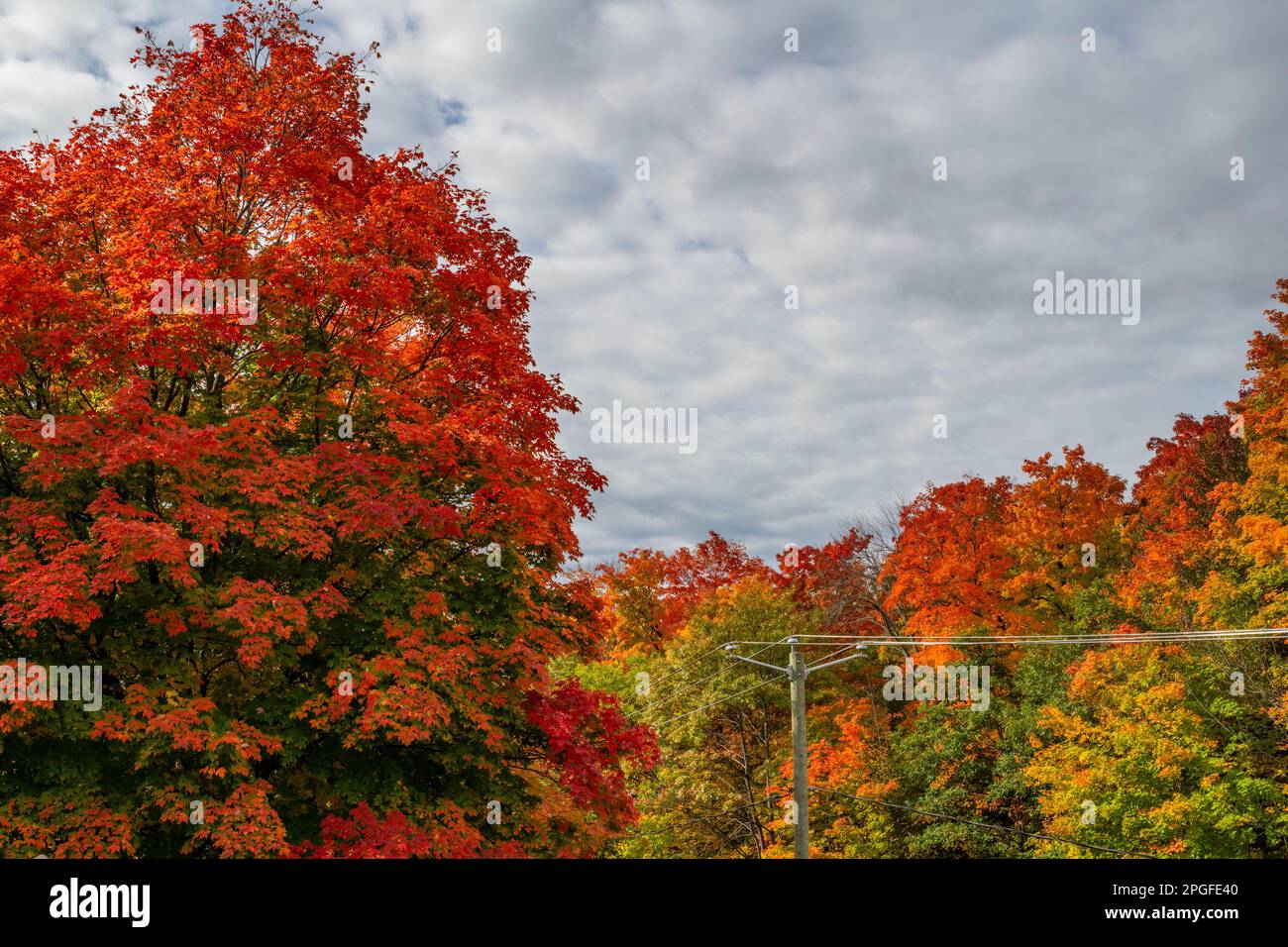 Trees showing there Fall (Autumn) colours in Brownsburg, Quebec, Canada ...