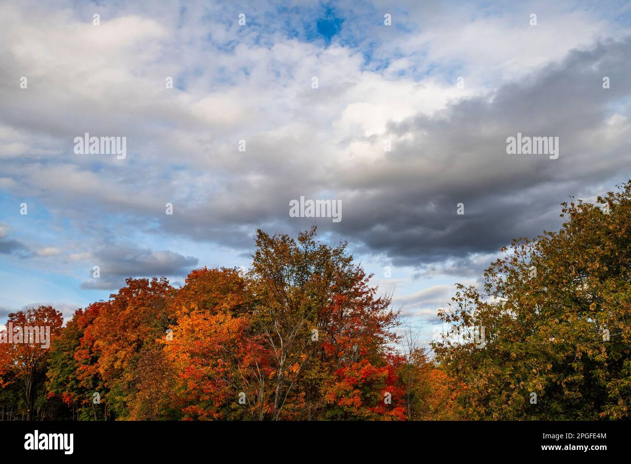 Trees showing there Fall (Autumn) colours in Brownsburg, Quebec, Canada ...