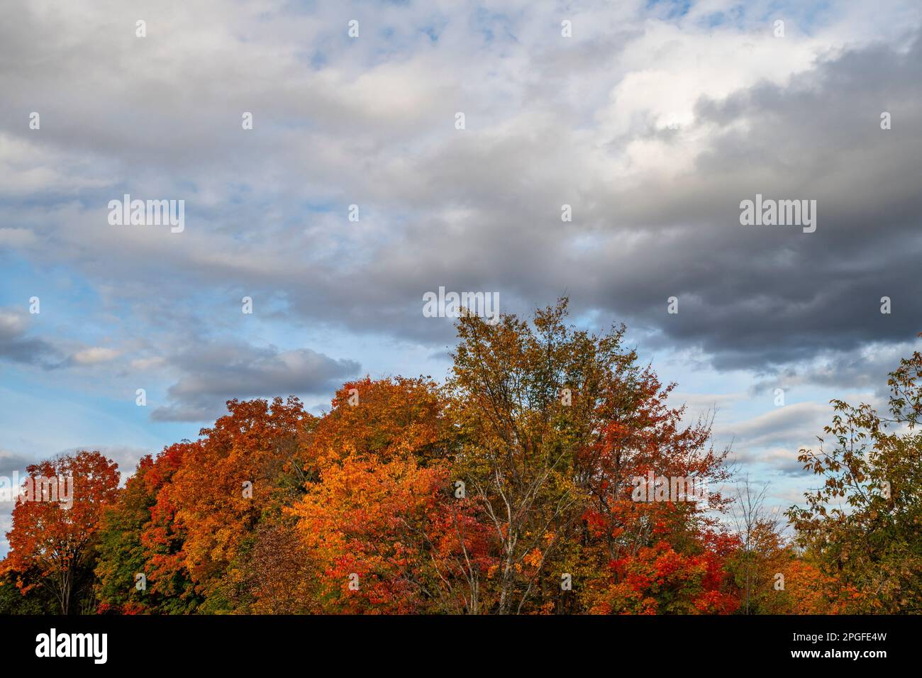Trees showing there Fall (Autumn) colours in Brownsburg, Quebec, Canada ...