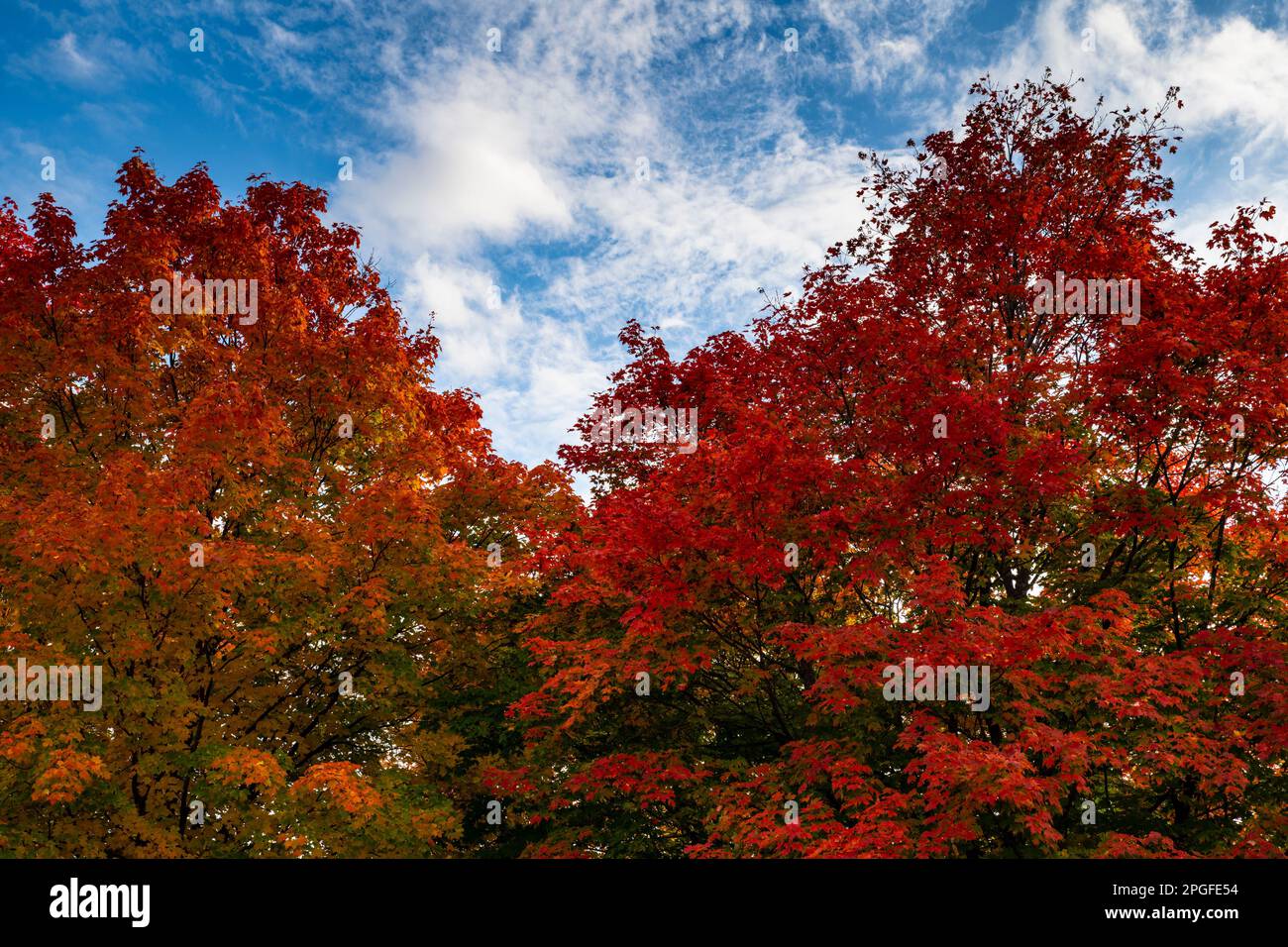 Trees showing there Fall (Autumn) colours in Brownsburg, Quebec, Canada ...