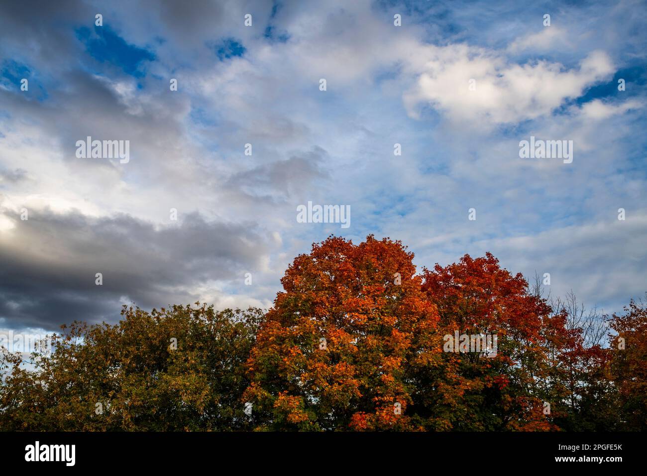 Trees showing there Fall (Autumn) colours in Brownsburg, Quebec, Canada ...
