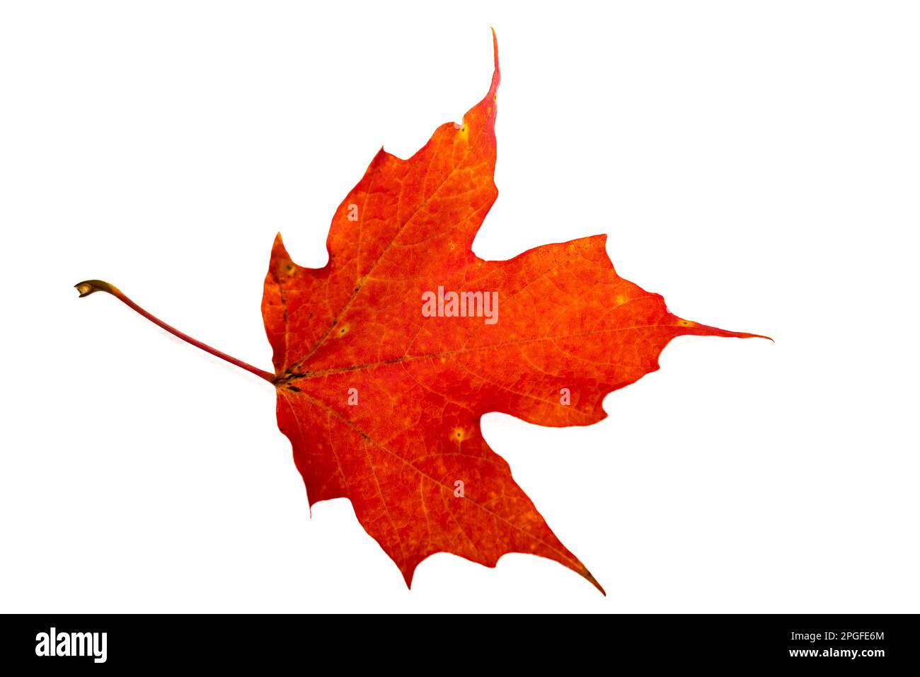 Studio shot of single maple leaf on white background, showing its ...