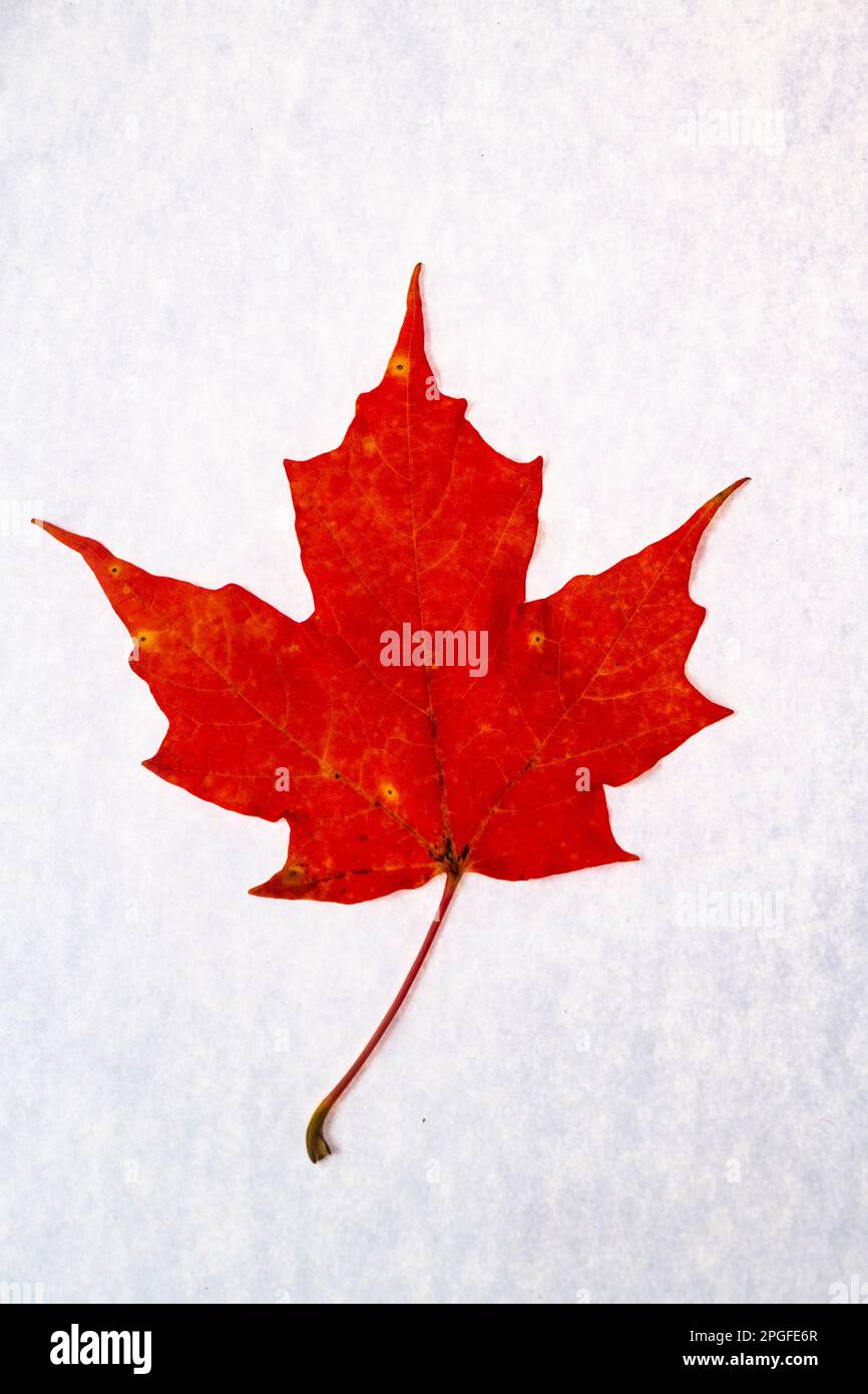Studio shot of single maple leaf on white background, showing its ...