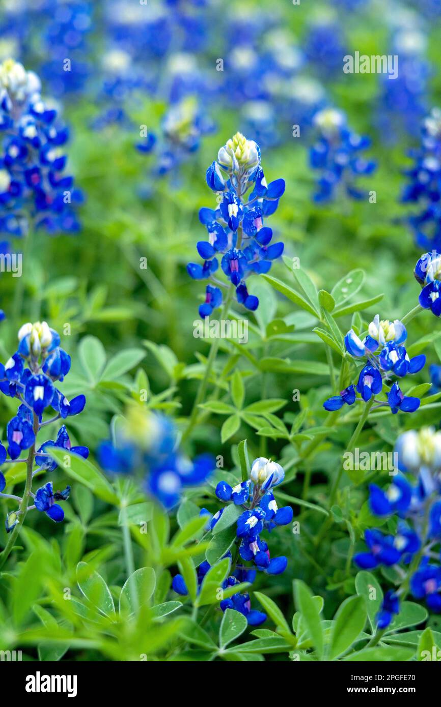 Field of Texas Bluebonnets at McKinney Falls State Park, Austin, TX ...