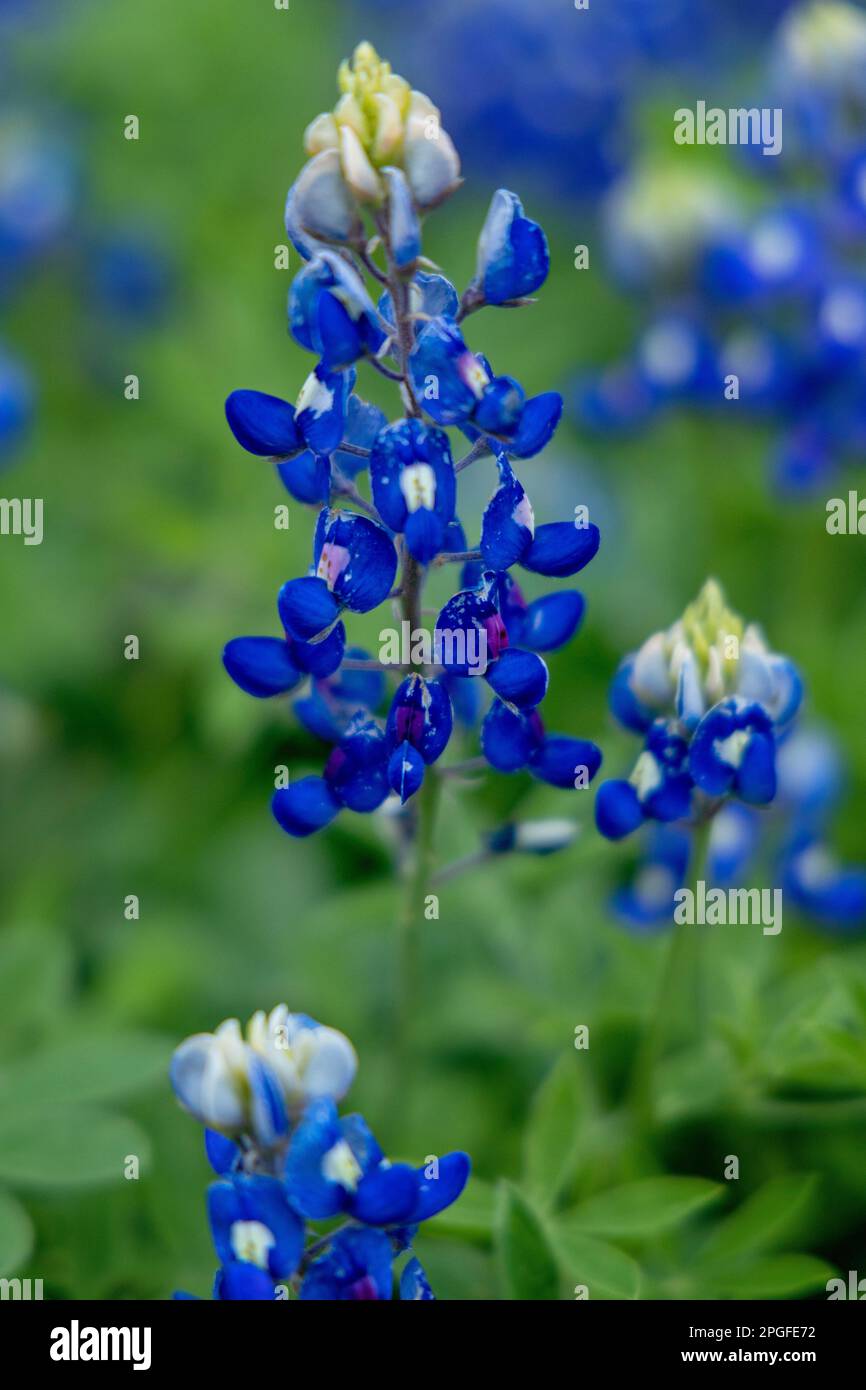 Field of Texas Bluebonnets at McKinney Falls State Park, Austin, TX ...