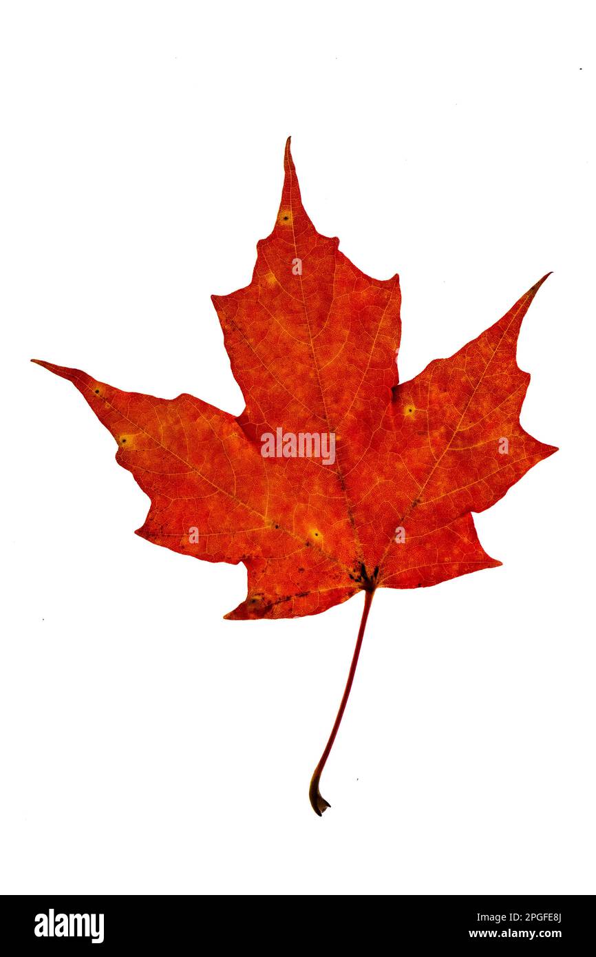 Studio shot of single maple leaf on white background, showing its ...