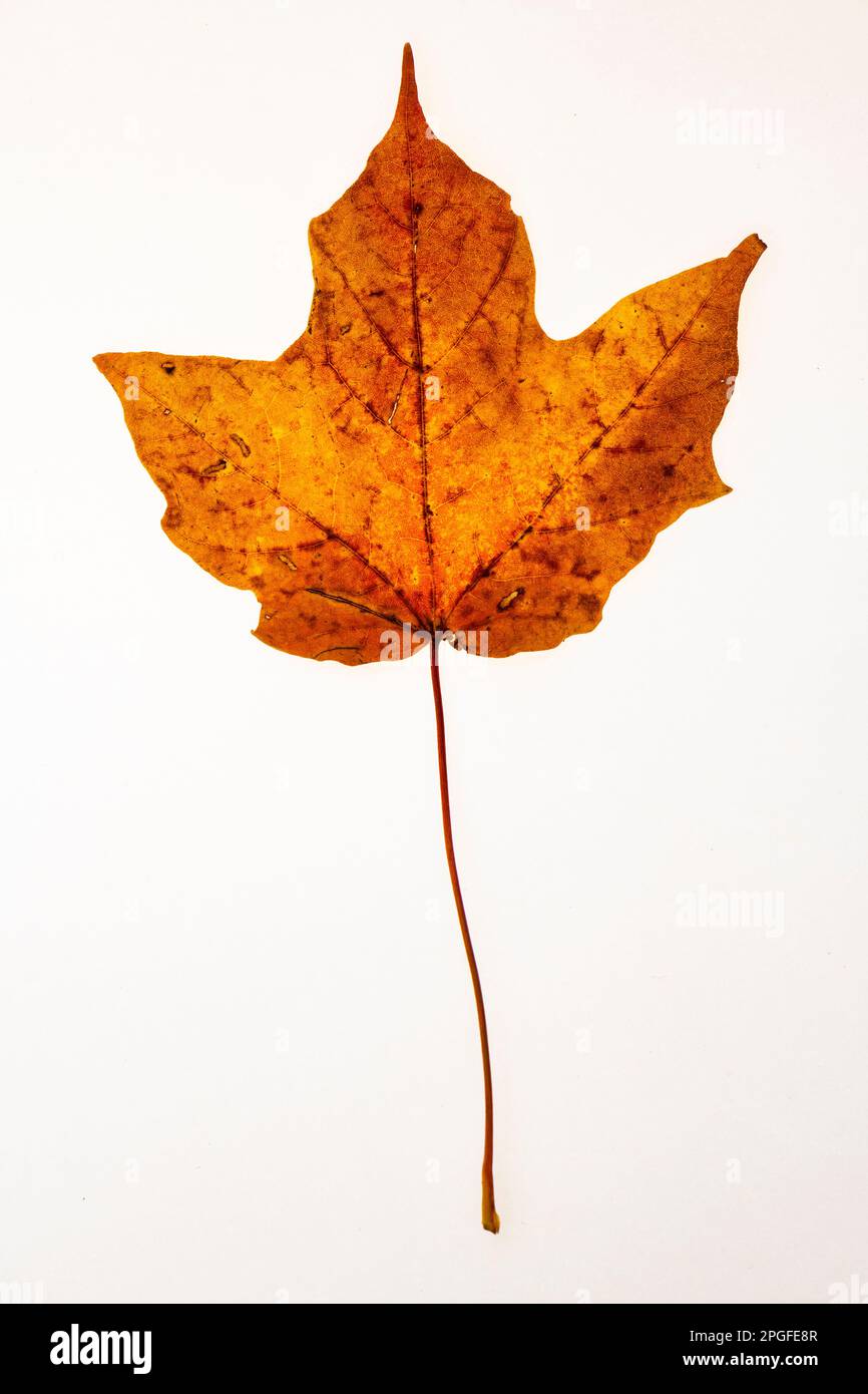 Studio shot of single maple leaf on white background, showing its ...