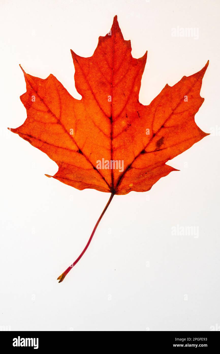 Studio shot of single maple leaf on white background, showing its ...