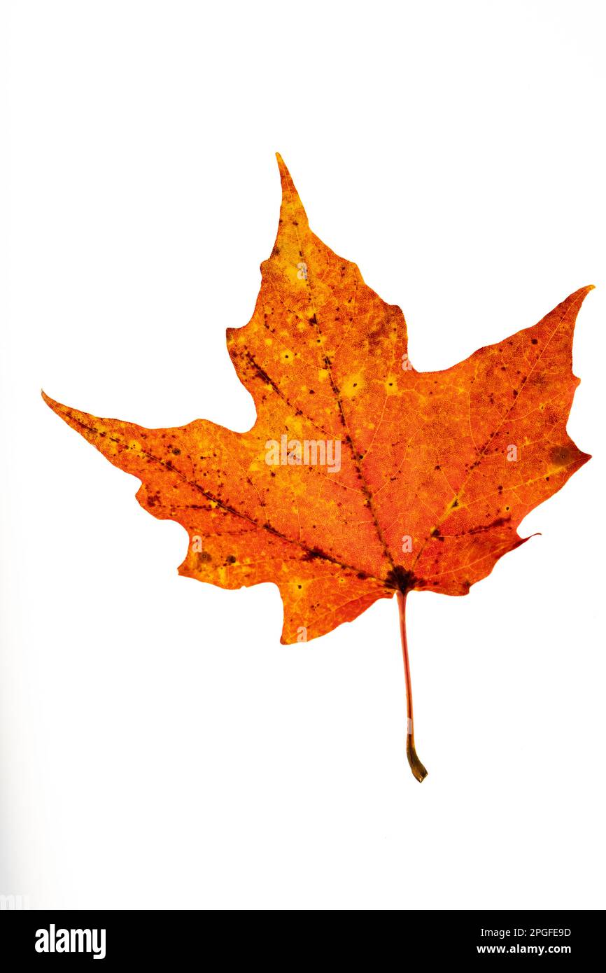 Studio shot of single maple leaf on white background, showing its ...