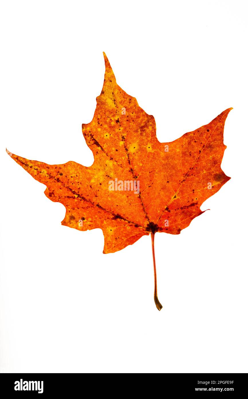 Studio shot of single maple leaf on white background, showing its ...