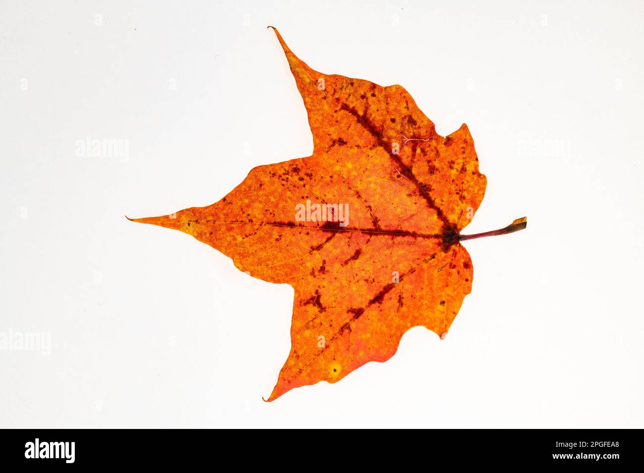 Studio shot of single maple leaf on white background, showing its ...