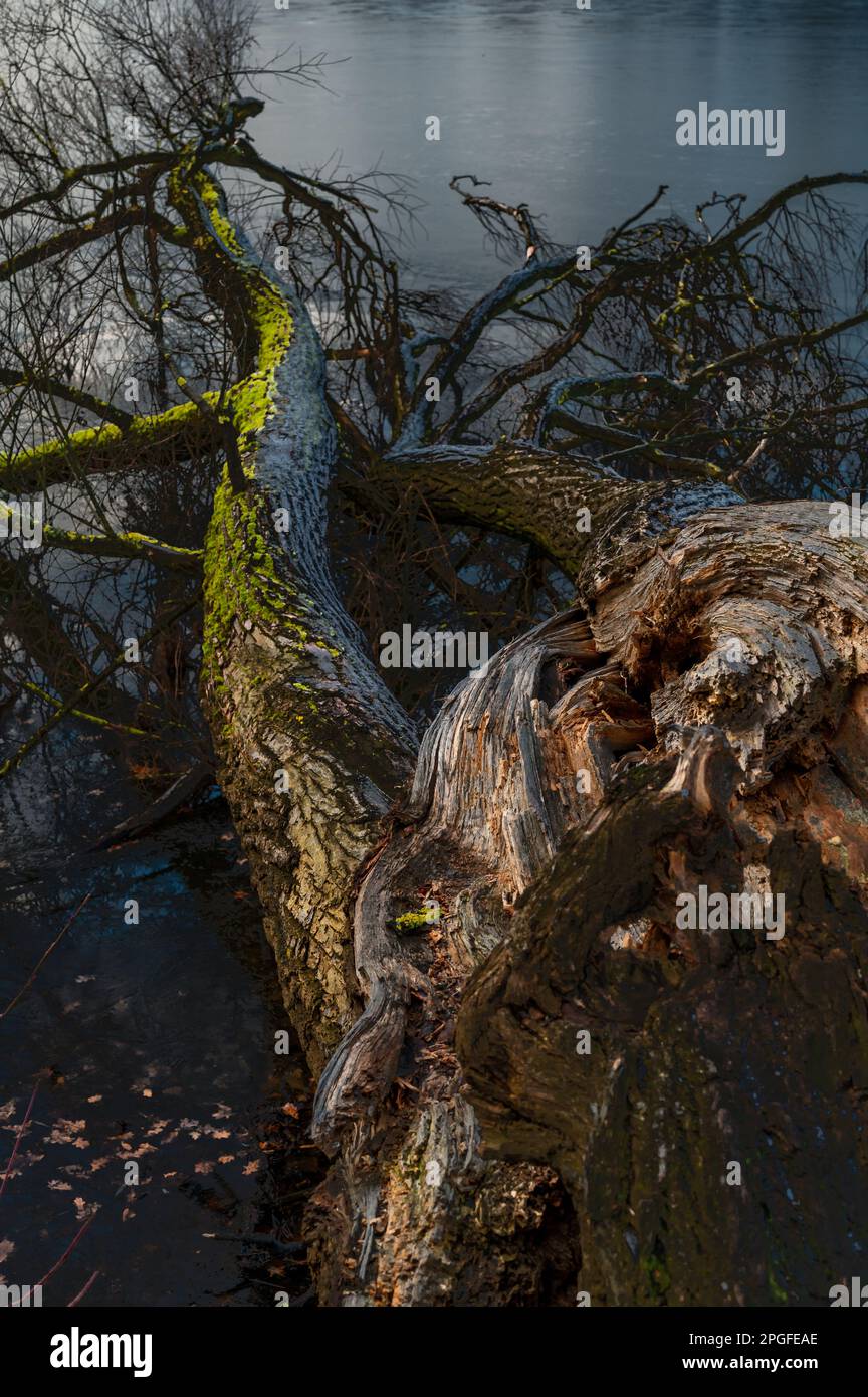 A tree trunk lies broken in the dark water of the lake Stock Photo - Alamy