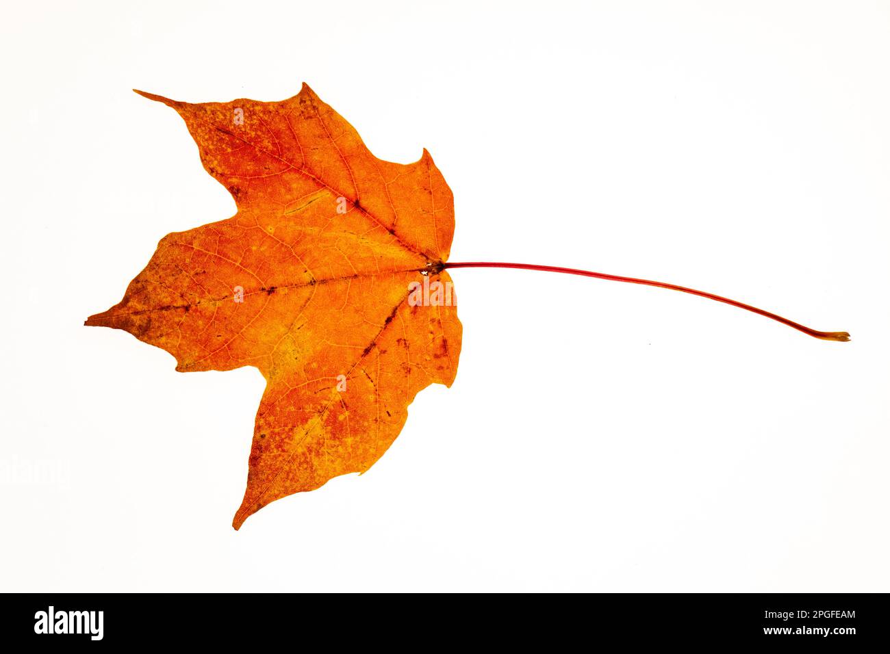 Studio shot of single maple leaf on white background, showing its ...