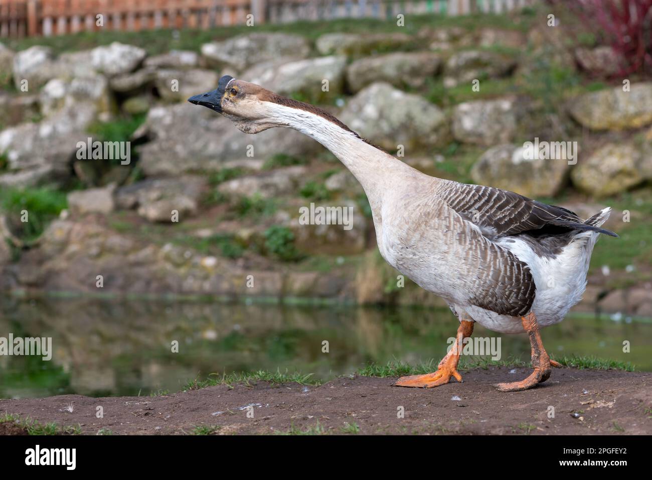 Chinese goose breed hi-res stock photography and images - Alamy