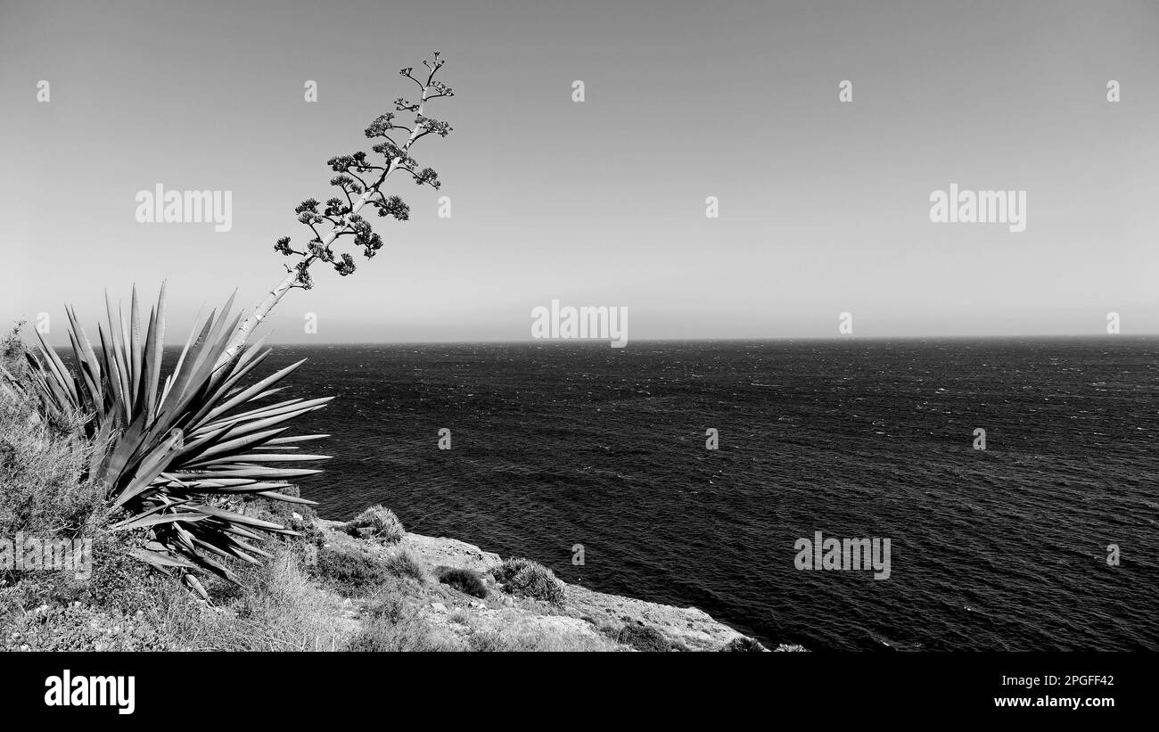 A greyscale of a tall plant perched atop a rocky cliff, overlooking a ...
