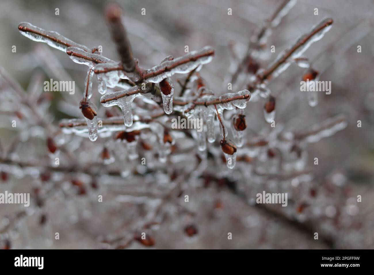 Blue iced tree hi-res stock photography and images - Alamy
