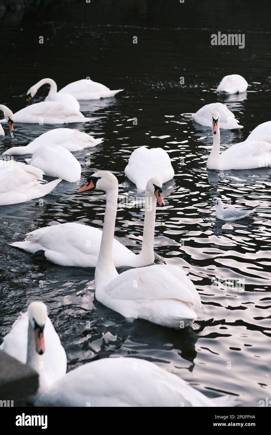 A flock of swans gliding gracefully on the serene lake, their heads ...