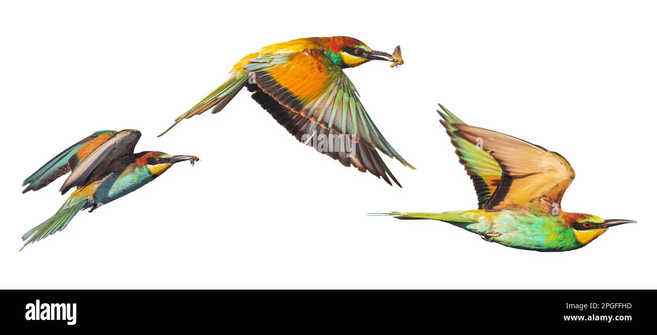 beautiful wild birds in flight, isolated on white Stock Photo - Alamy