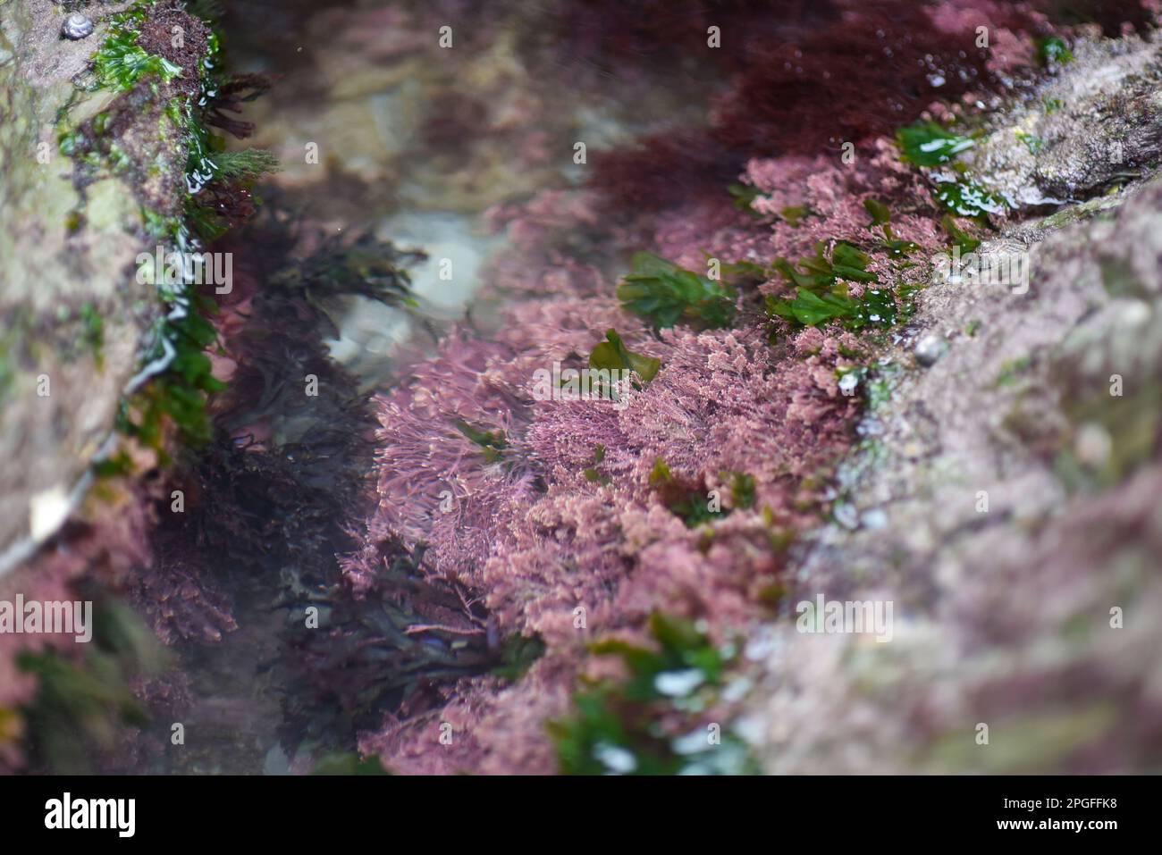 rock pool with seaweeds, Devon UK (Atlantic Stock Photo - Alamy