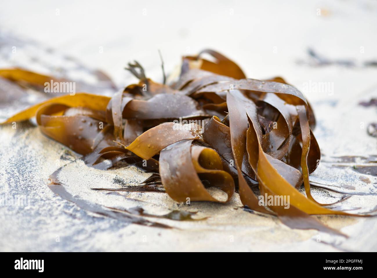 Atlantic Oarweed seaweed, Kelp (Laminaria Digitata) on sandy beach in ...