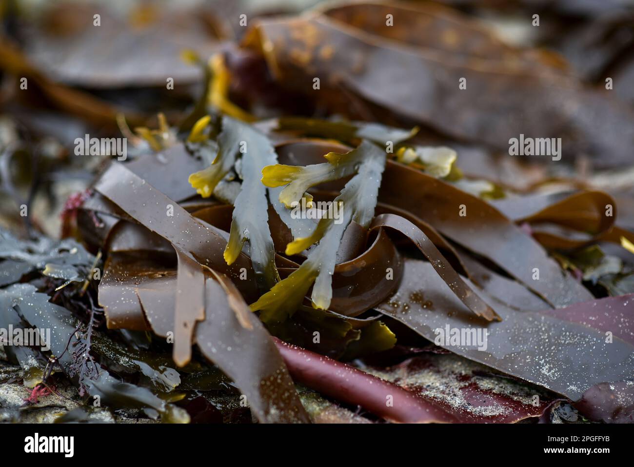 Kelp (Oarweed) on sandy beach Stock Photo - Alamy