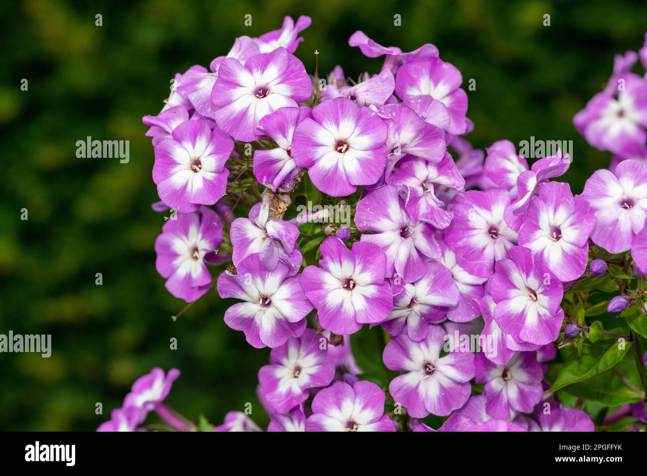 Close up of pink and white garden phlox (phlox paniculata) flowers in ...