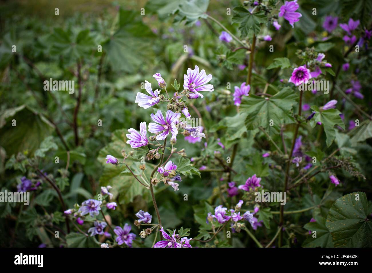 Beautiful pink common mallows with lush green foliage and small purple ...