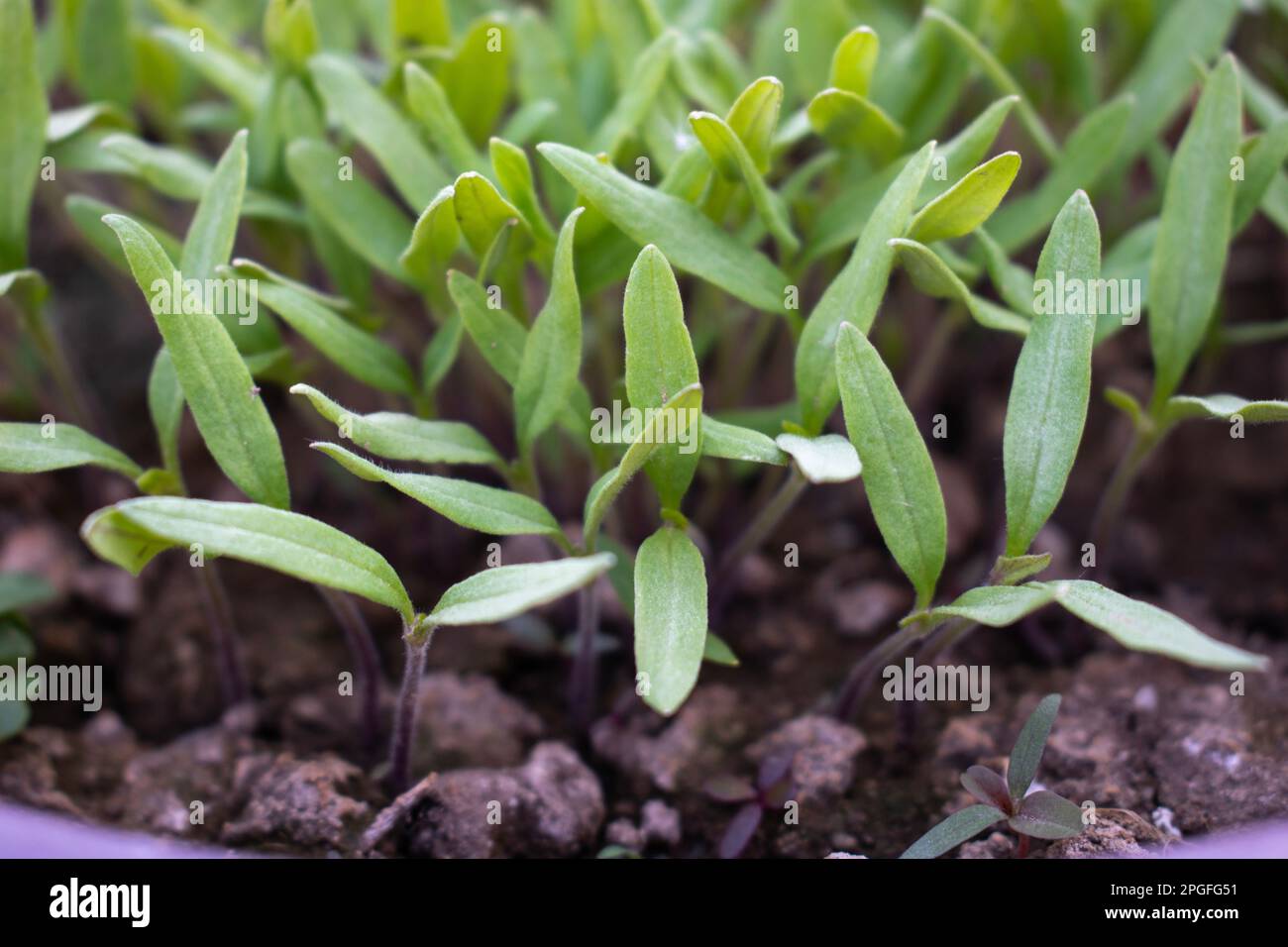 Young seedlings of bell pepper plants , Capsicum annuum Stock Photo - Alamy