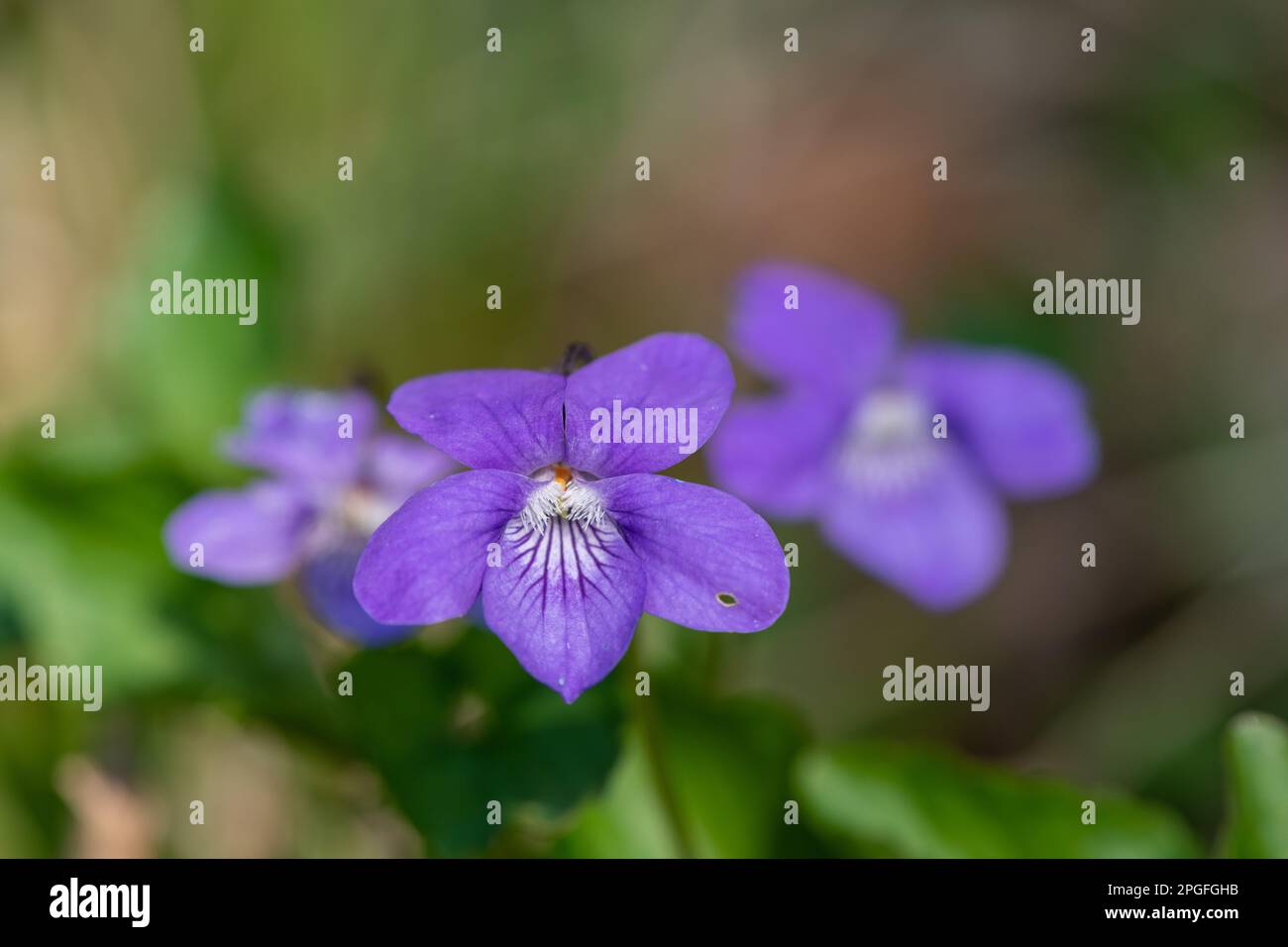 Macro shot of English violets (viola odorata) flower in bloom Stock ...