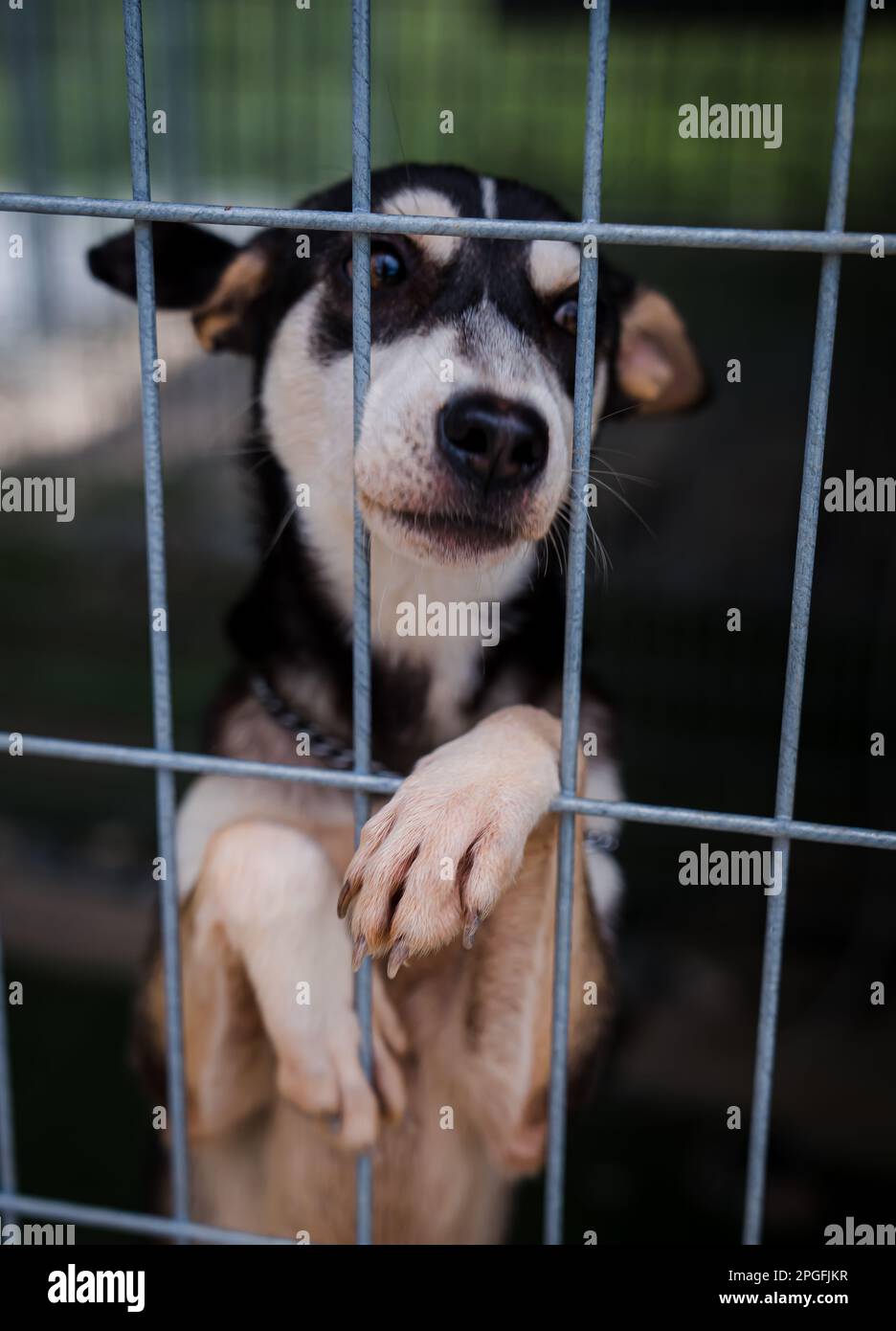 An adorable dog sits behind a steel fence, peering out into the world ...