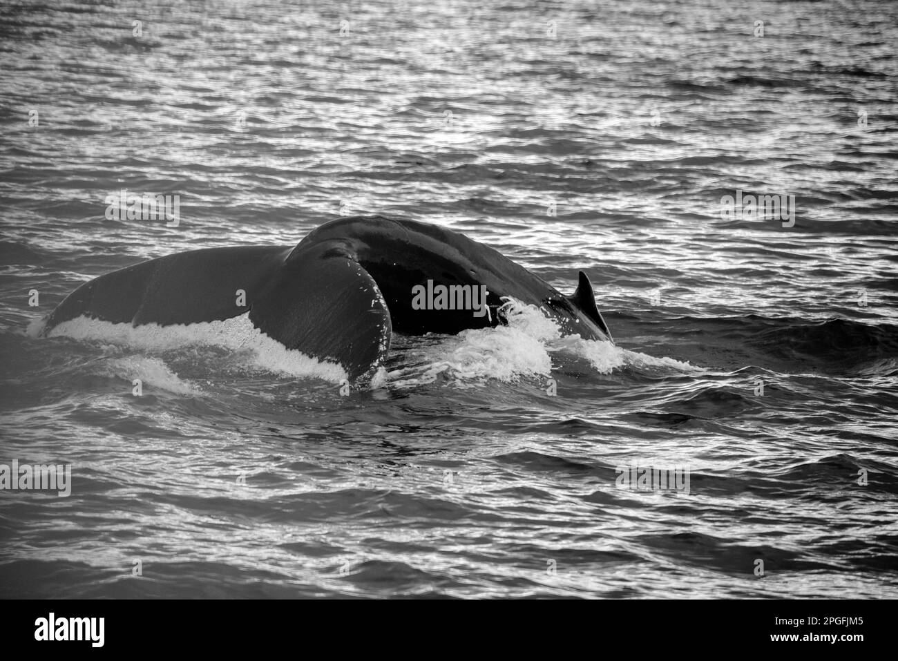 Whale tail out of the water. Iceland. Europe Stock Photo - Alamy
