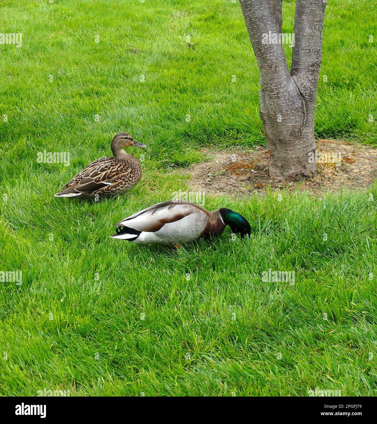 male and female Mallard ducks on a Union City suburban lawn, California ...